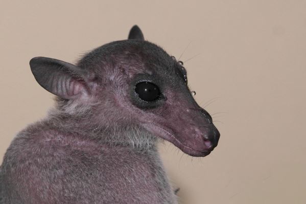 Peninsular Malaysia - Home to 110 bats species | Asia Research News
