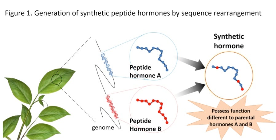 Making new plant hormones that alter shape ~ Generation of synthetic ...