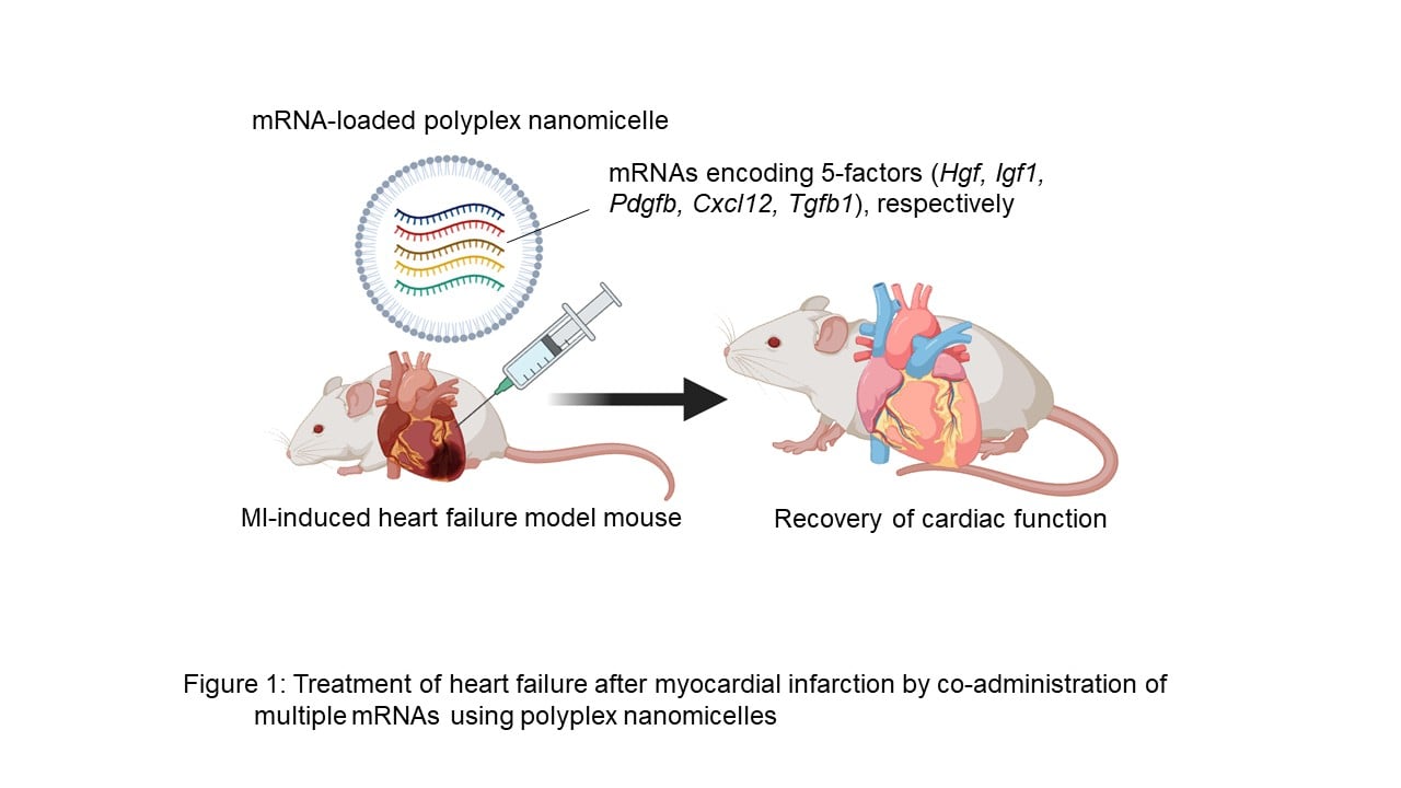 A combination of five-mRNAs mitigates heart failure after myocardial ...