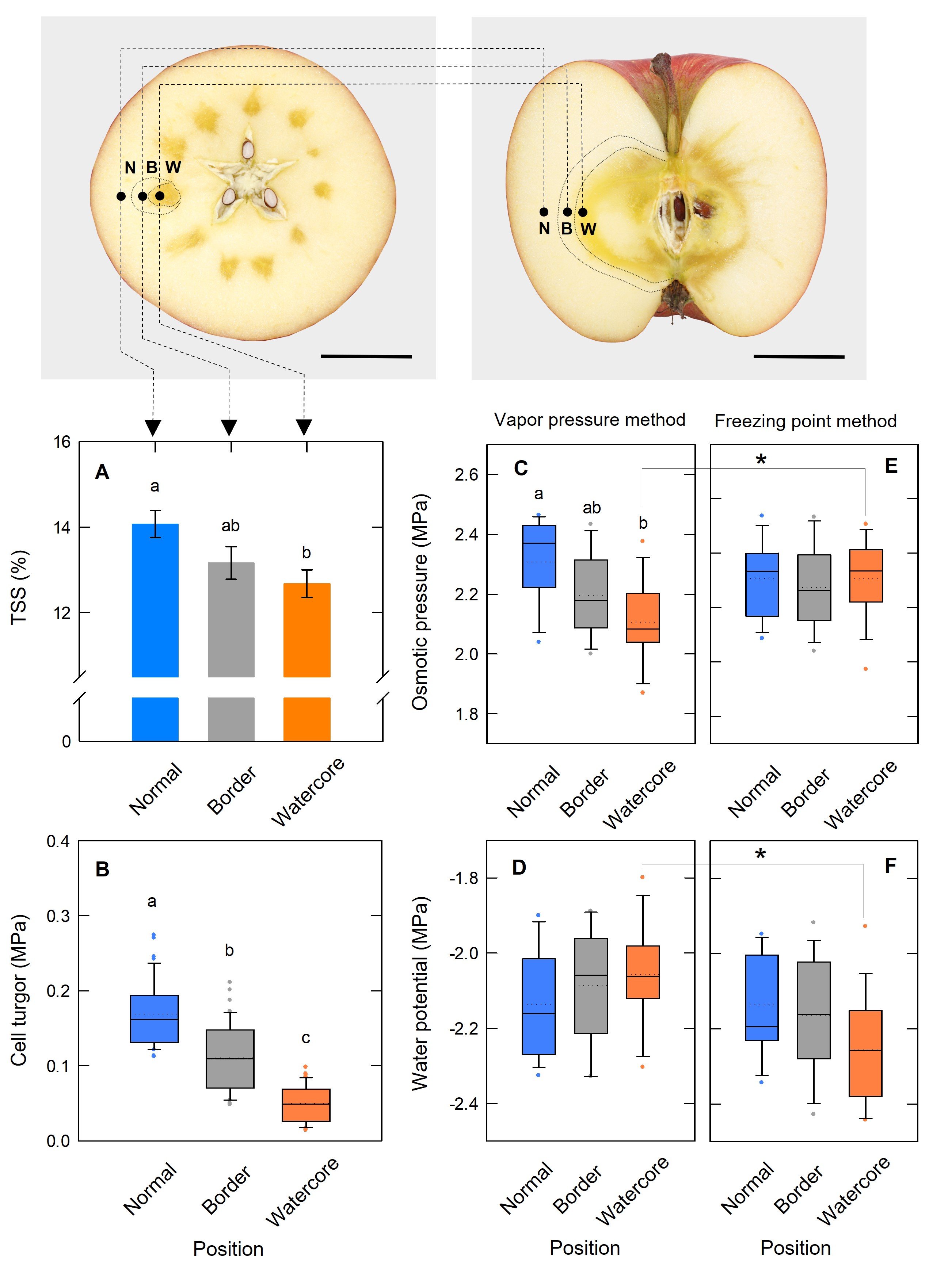Hidden mechanisms of apple watercore formation | Asia Research News