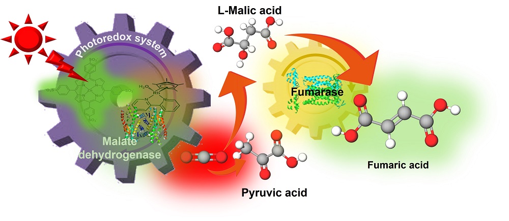 Artificial photosynthesis uses sunlight to make biodegradable plastic ...