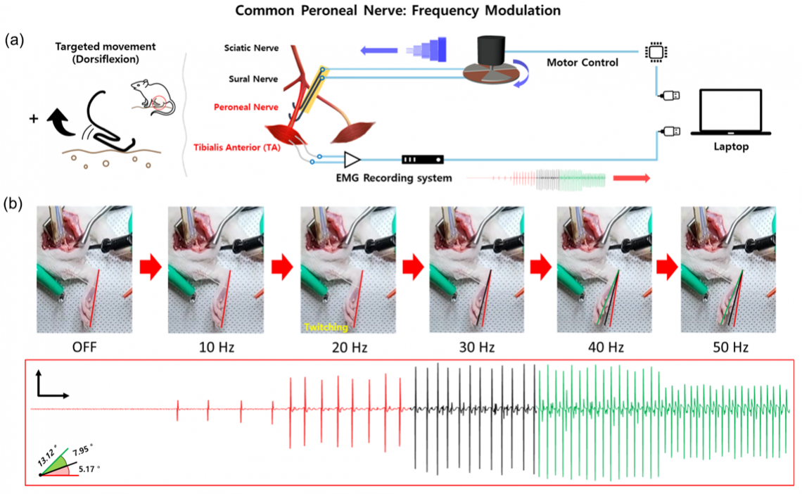 2. Changes in the tibialis anterior muscle contraction and EMG changes ...