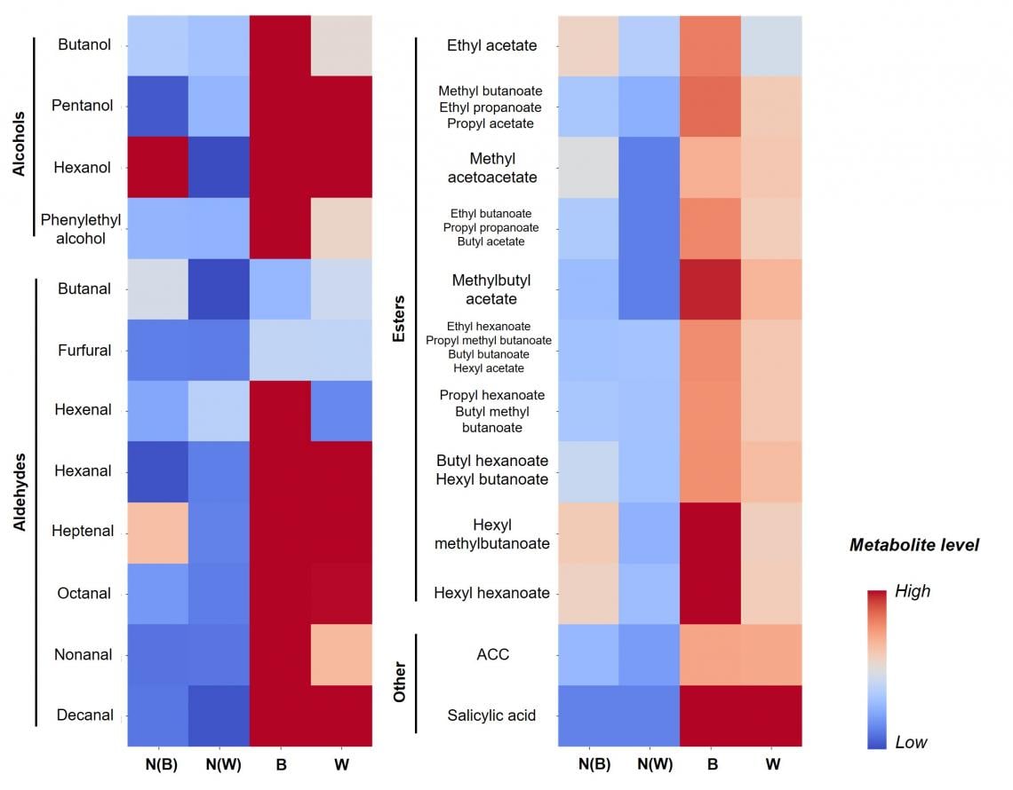 Hidden mechanisms of apple watercore formation | Asia Research News