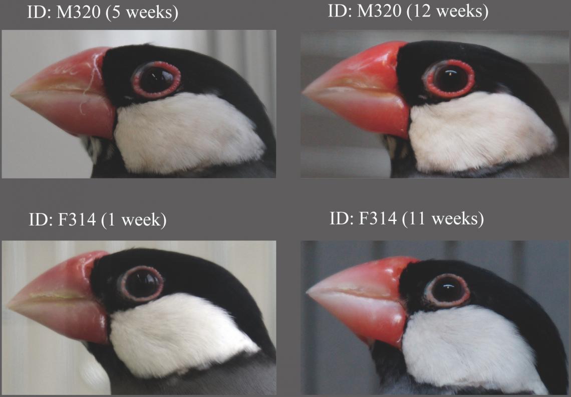 P2330 Fig2.jpg | Asia Research News