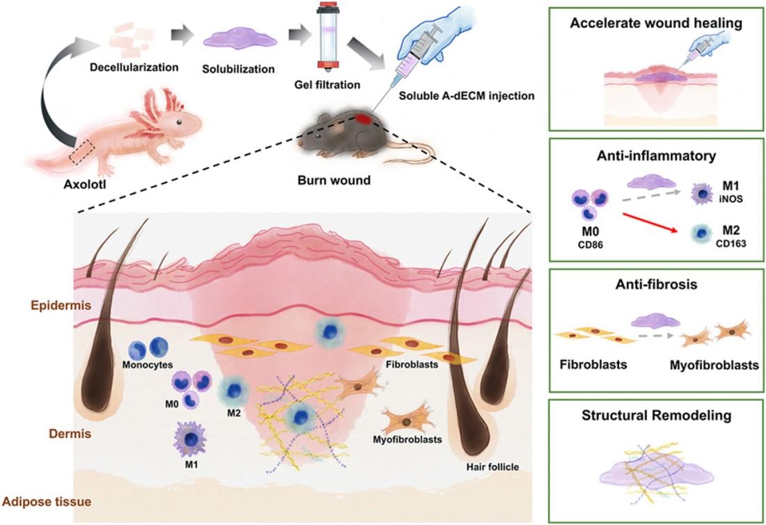 Axolotl-inspired skin matrix may guide wounds toward less scarring ...