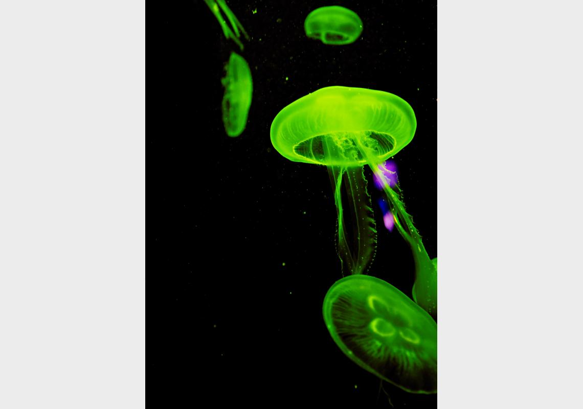 Green Fluorescent Protein Research