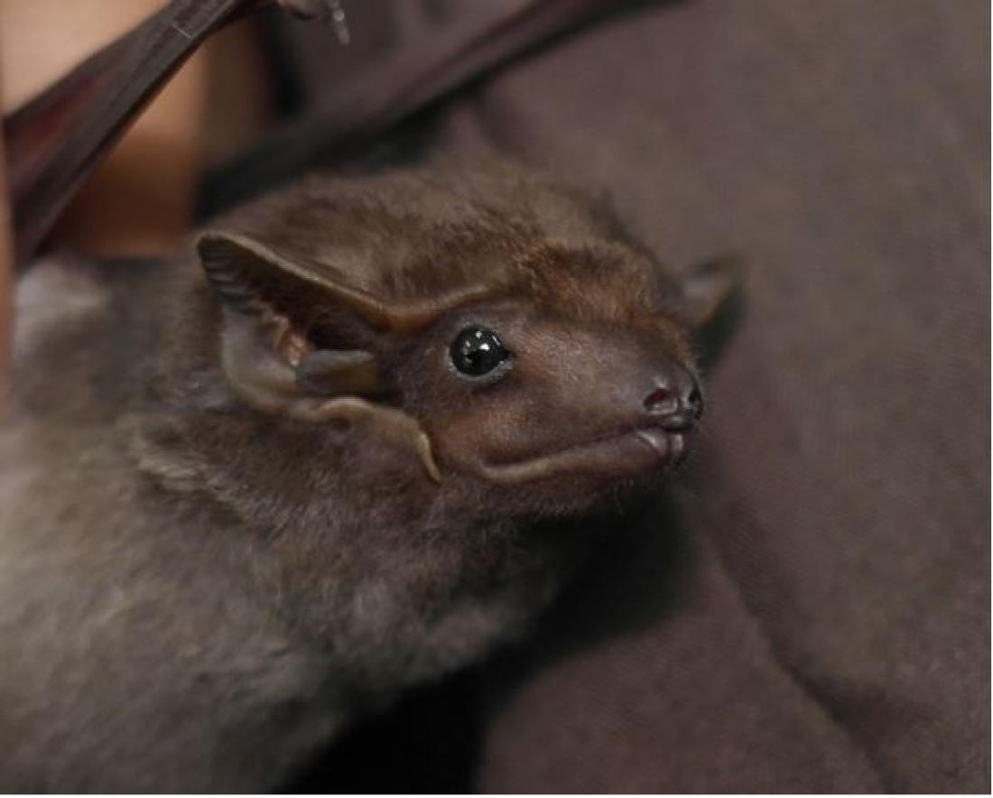 Peninsular Malaysia - Home to 110 bats species | Asia Research News