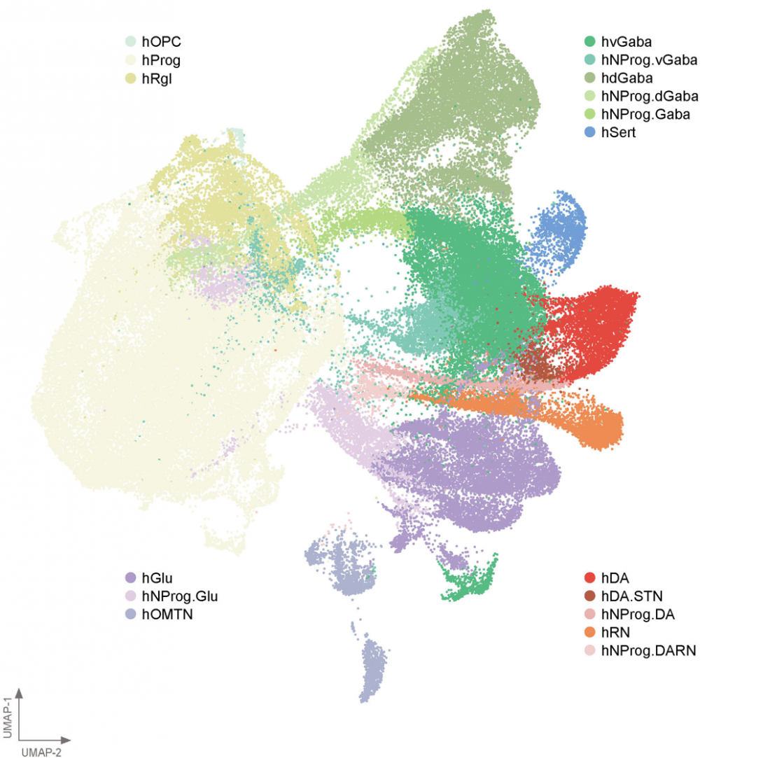 Scientists build detailed map of the developing human brain, opening ...