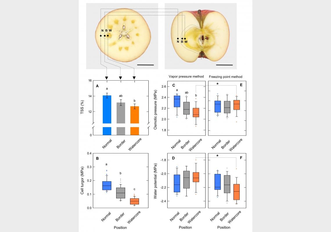 Hidden mechanisms of apple watercore formation | Asia Research News