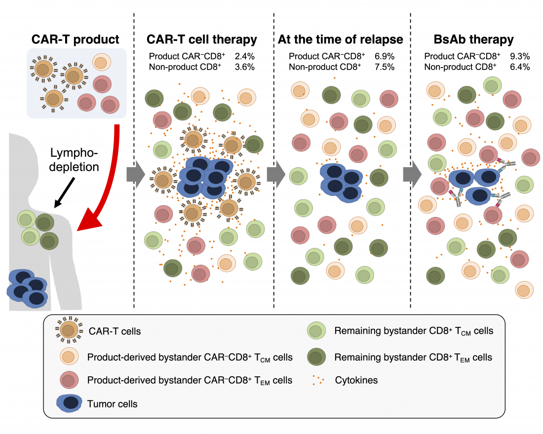 Bystander T cells can enhance antitumor effects of bispecific antibody ...
