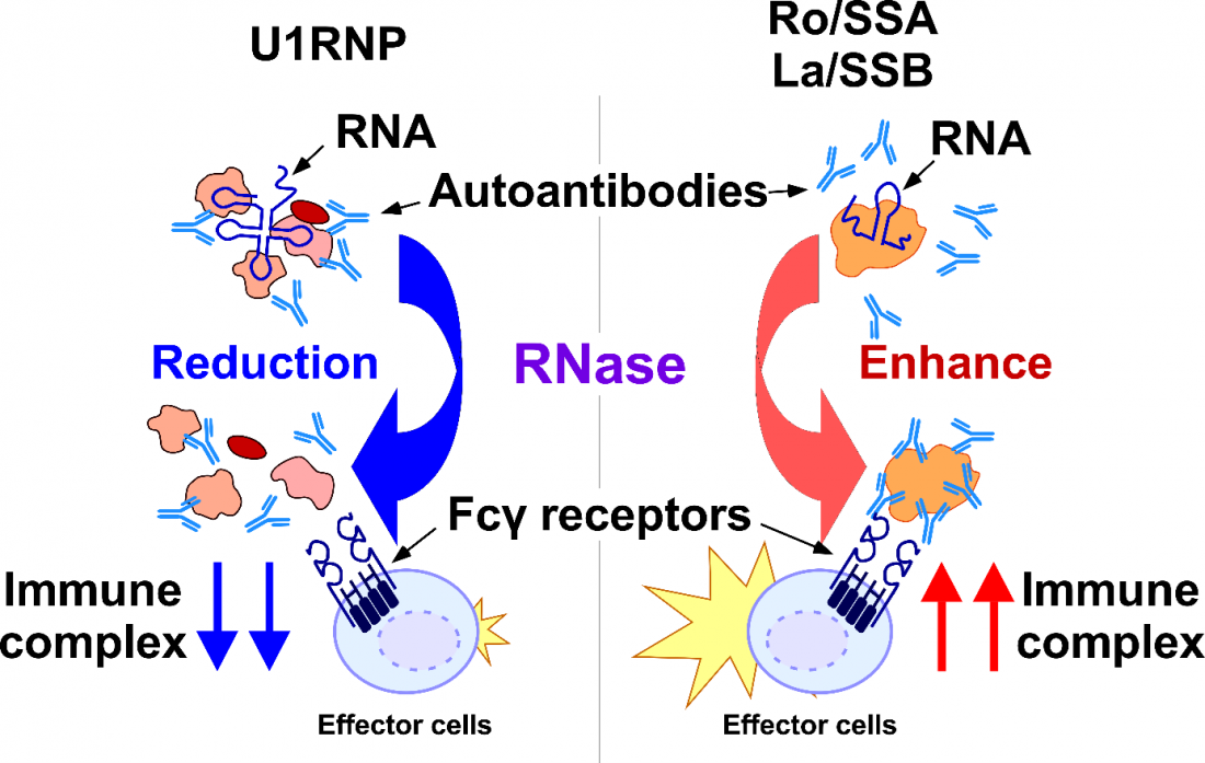 The double face of RNase as a treatment for systemic autoimmune ...