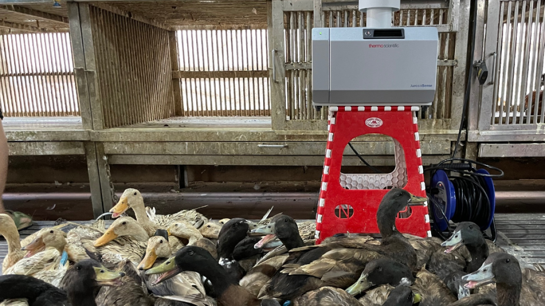 Duke-NUS scientists identify more effective way to detect poultry ...