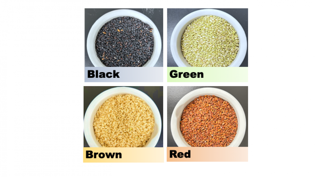 Japanese pigmented rice contains unique beneficial fats | Asia Research ...